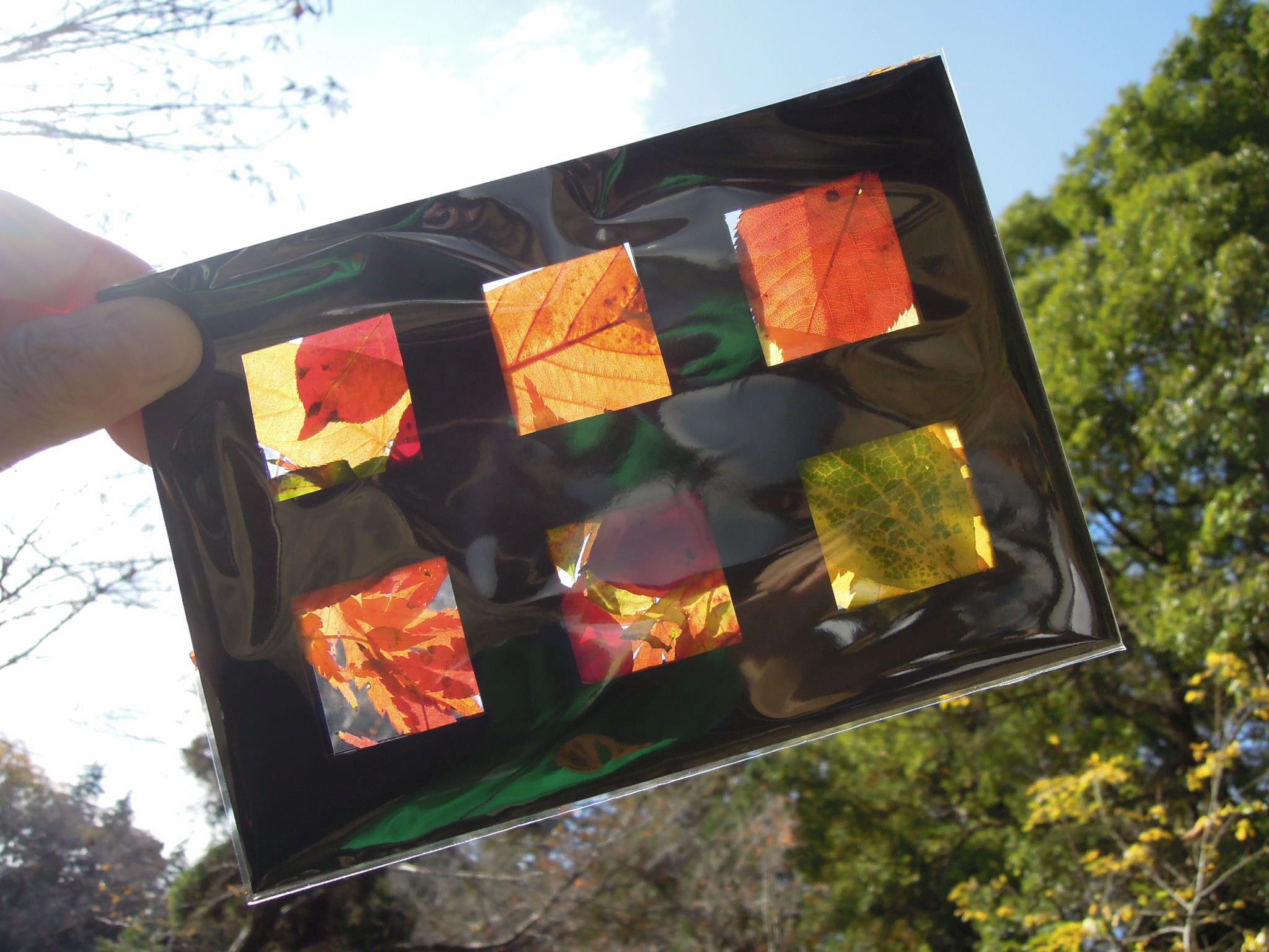 2025年11月16日 - NPO法人千葉県森林インストラクター会