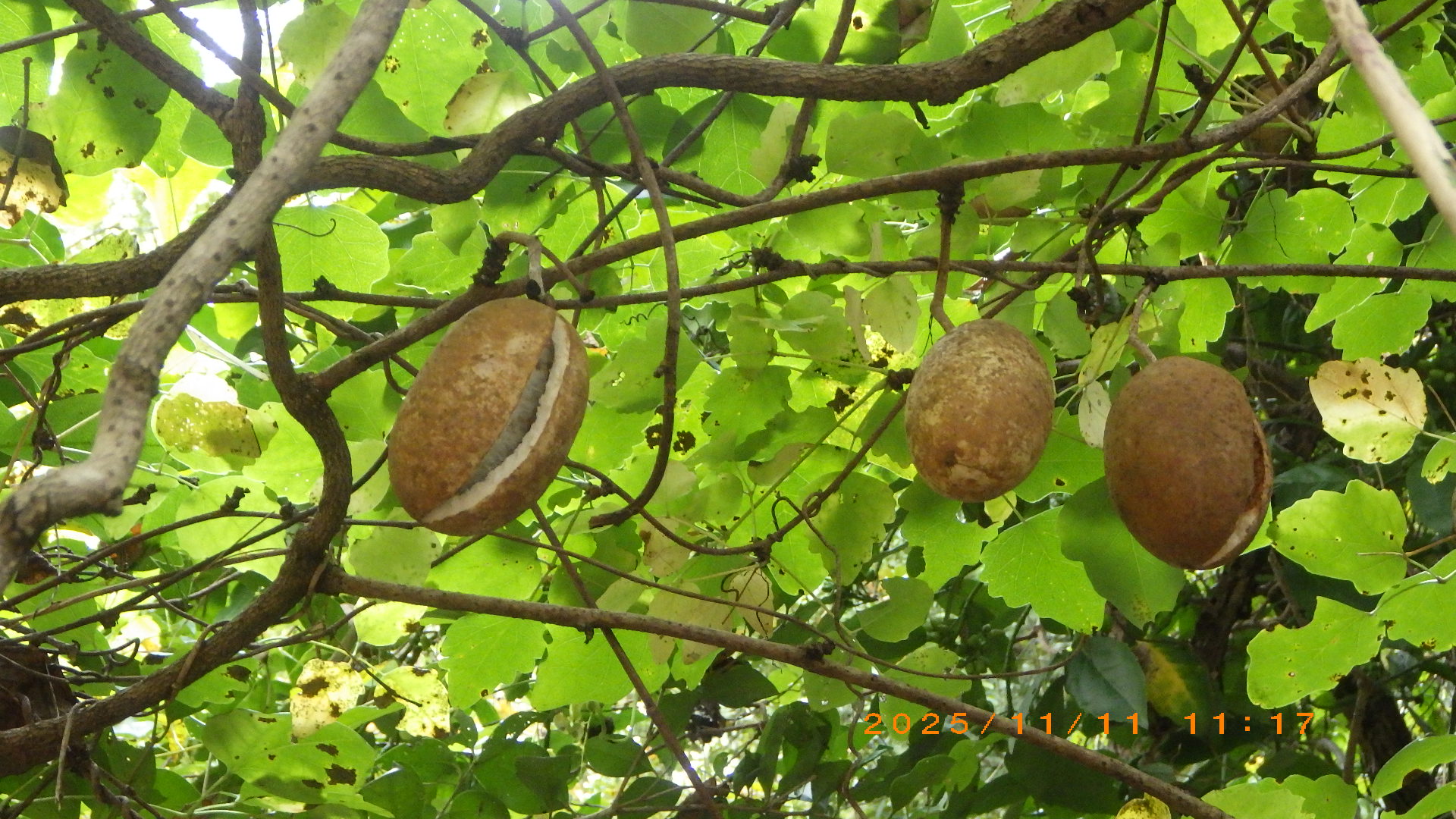 11月, 2025 - NPO法人千葉県森林インストラクター会